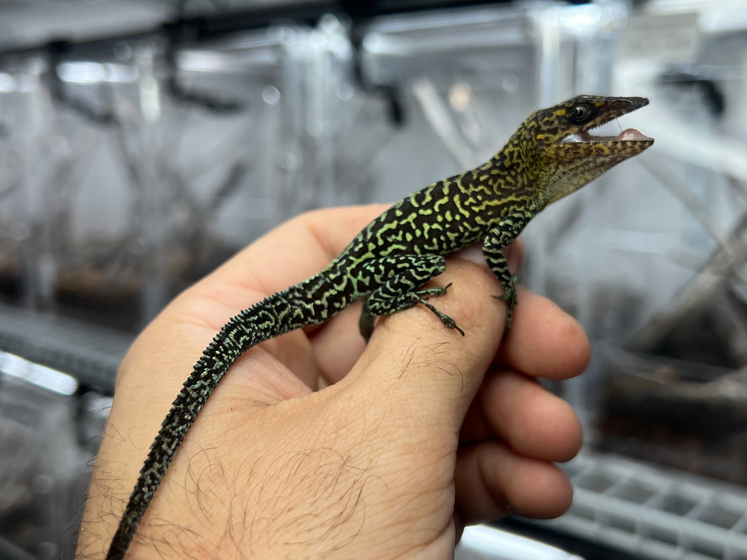 Pair Anolis Marmoratus “Trois Rivières” Anole by HerpTime - MorphMarket