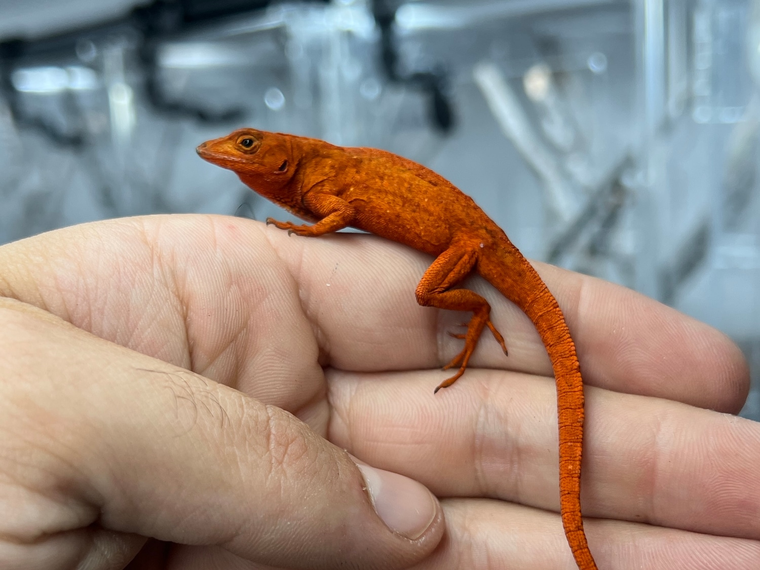 Fire Red Anolis Sagrei Anole by HerpTime - MorphMarket