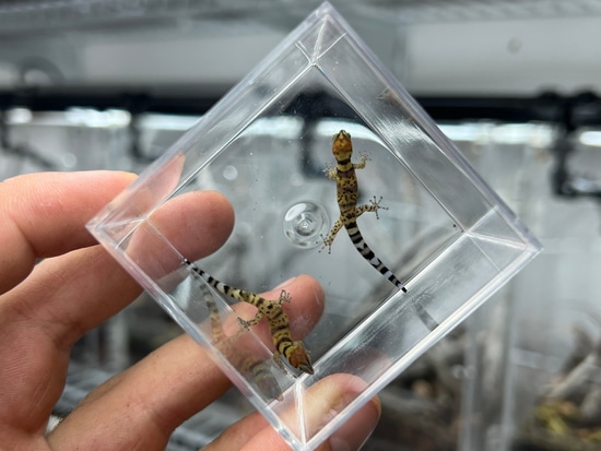 Sphaerodactylus Rosaurae More Gecko by HerpTime