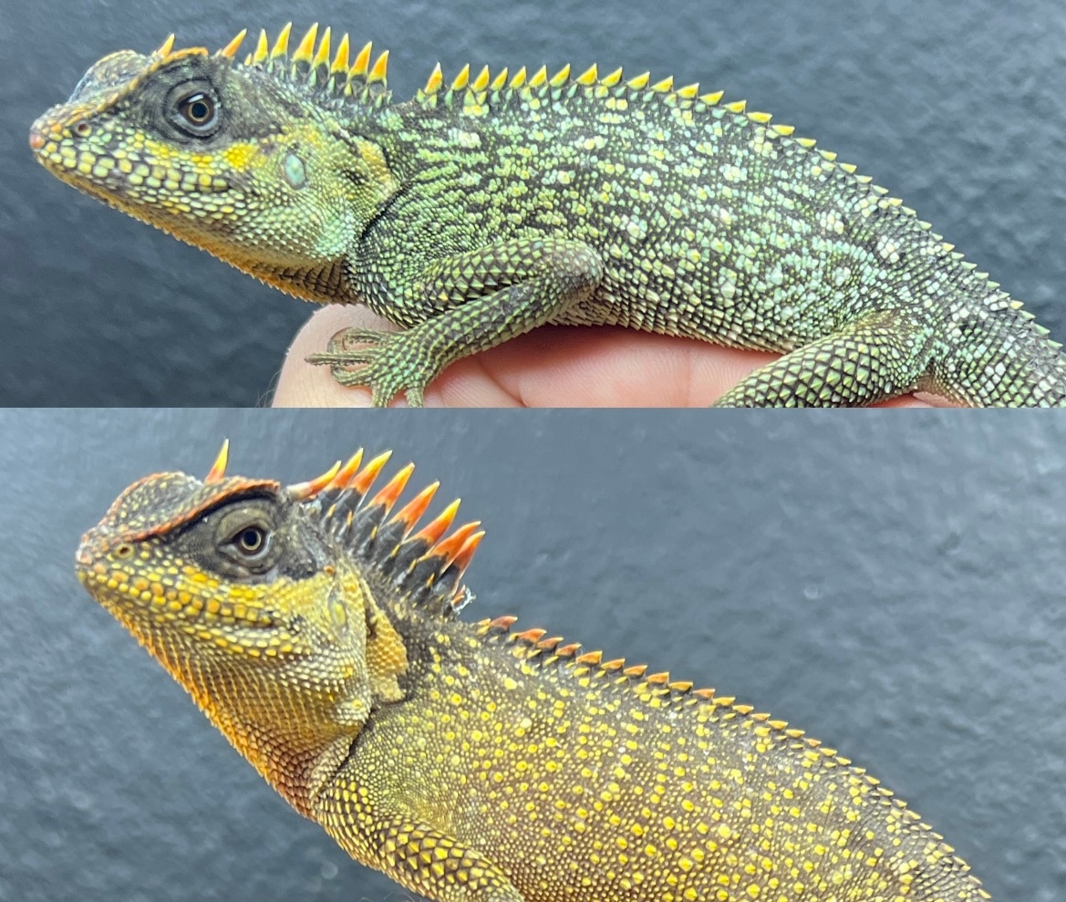 Pair Acanthosaura Capra More Lizard by HerpTime - MorphMarket