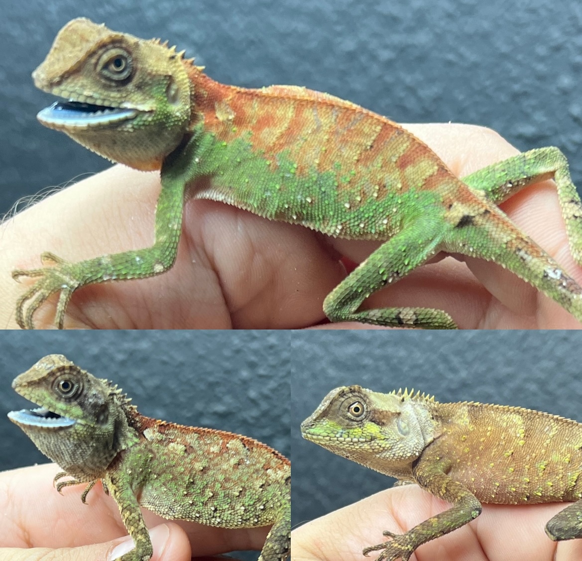 Trio Acanthosaura Lepidogaster More Lizard by HerpTime - MorphMarket