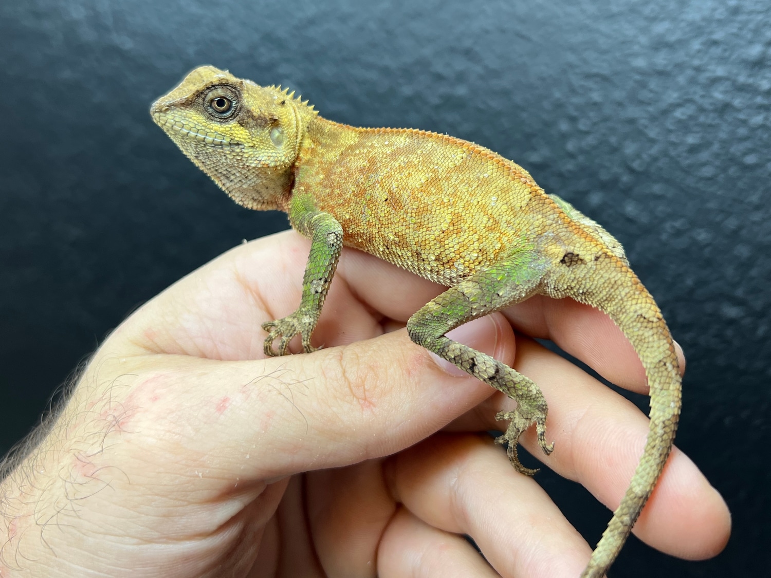 Acanthosaura Lepidogaster More Lizard by HerpTime - MorphMarket