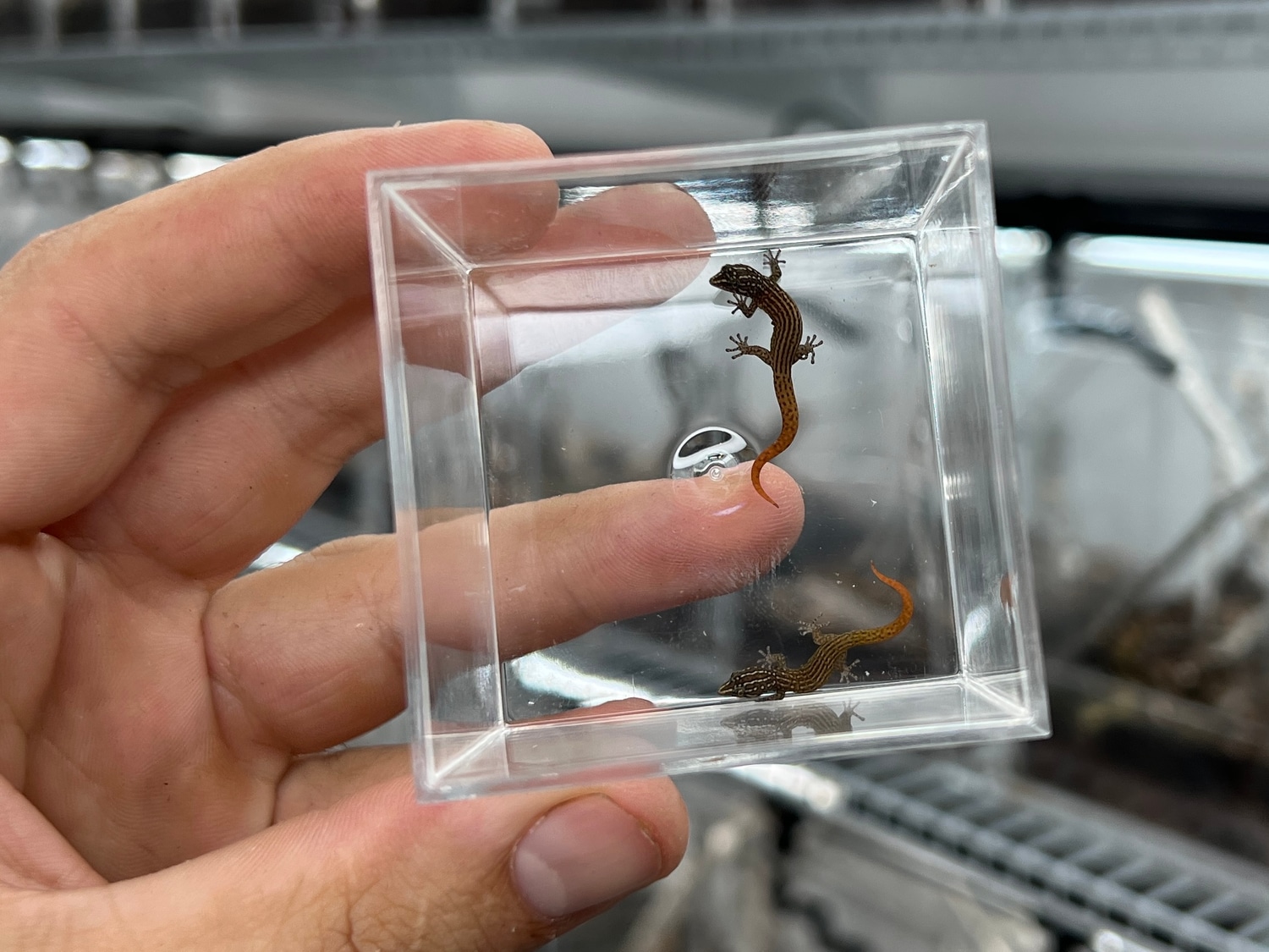 Sphaerodactylus Argus More Gecko by HerpTime - MorphMarket