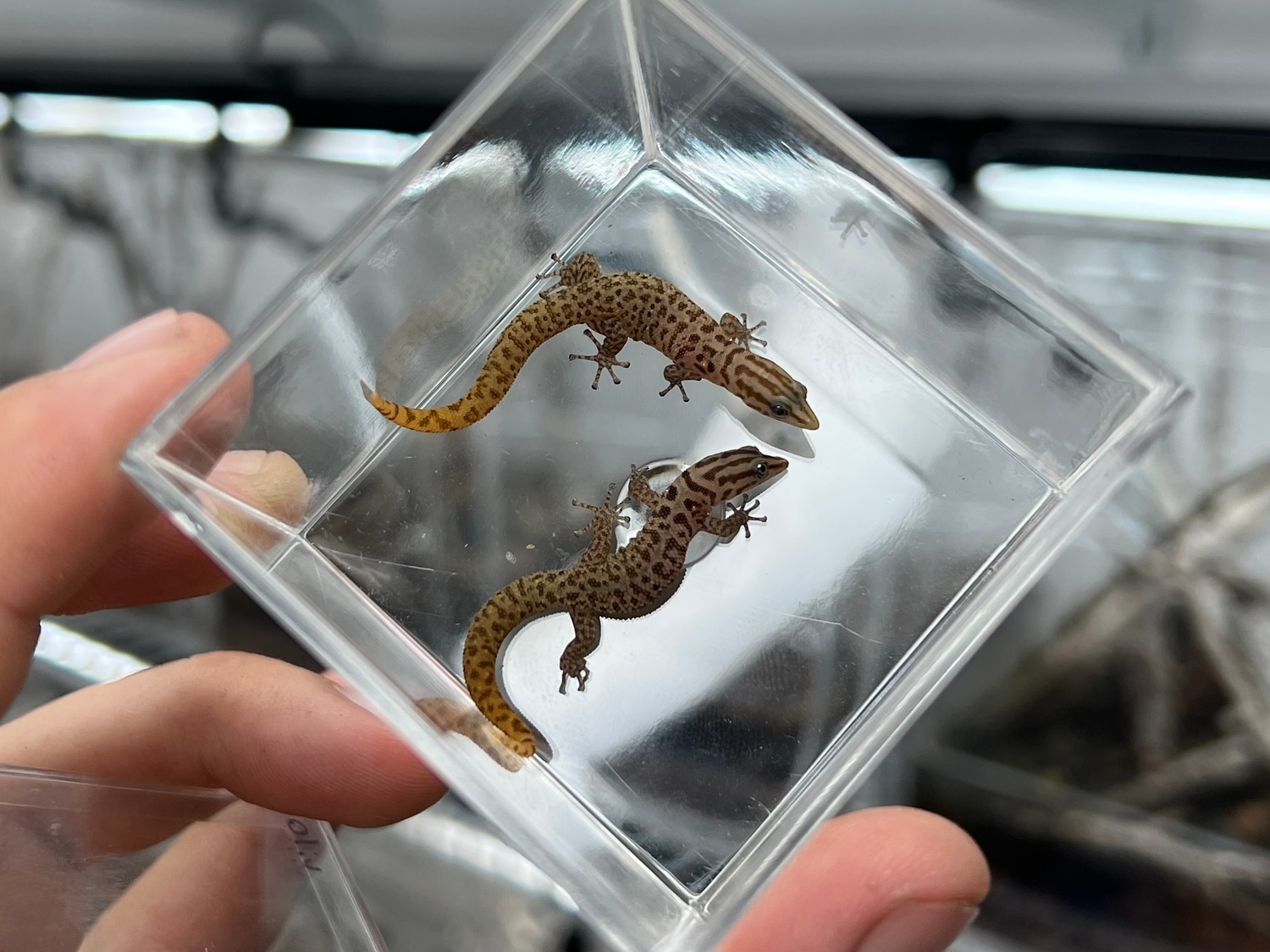 Sphaerodactylus Oliveri More Gecko by HerpTime - MorphMarket