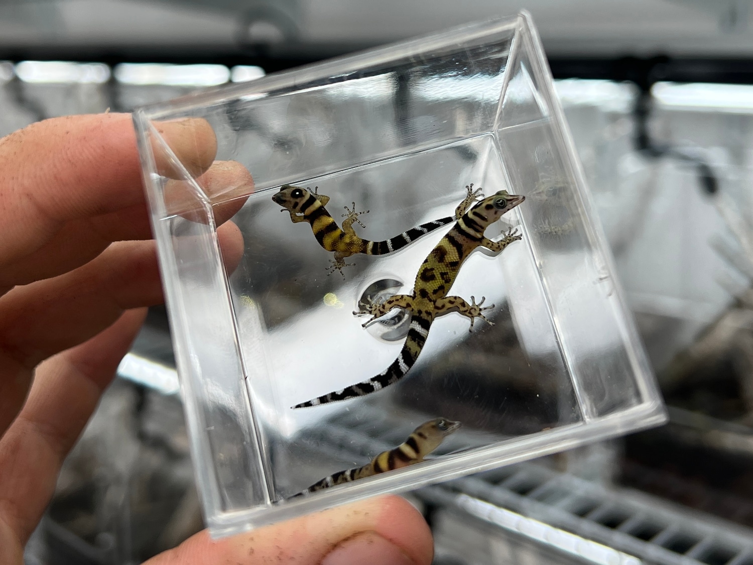 Sphaerodactylus Alphus More Gecko by HerpTime - MorphMarket