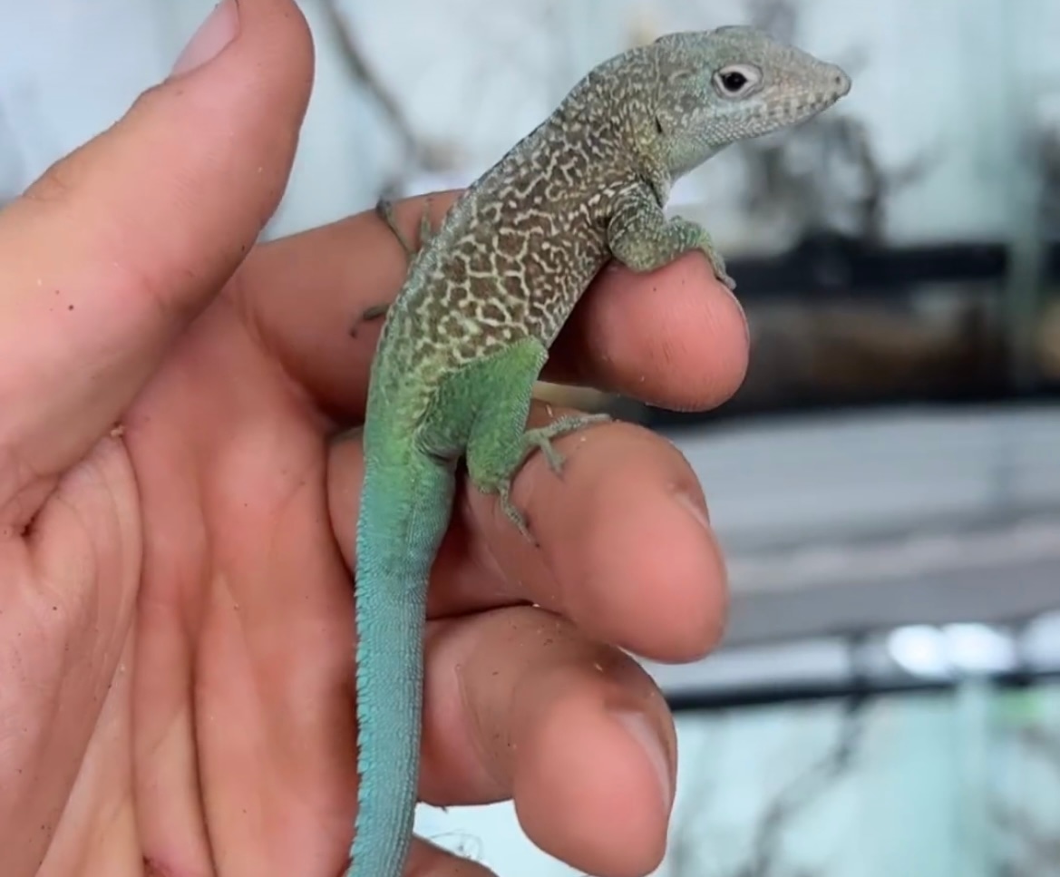 Pair Anolis Marmoratus Girafus Anole by HerpTime - MorphMarket