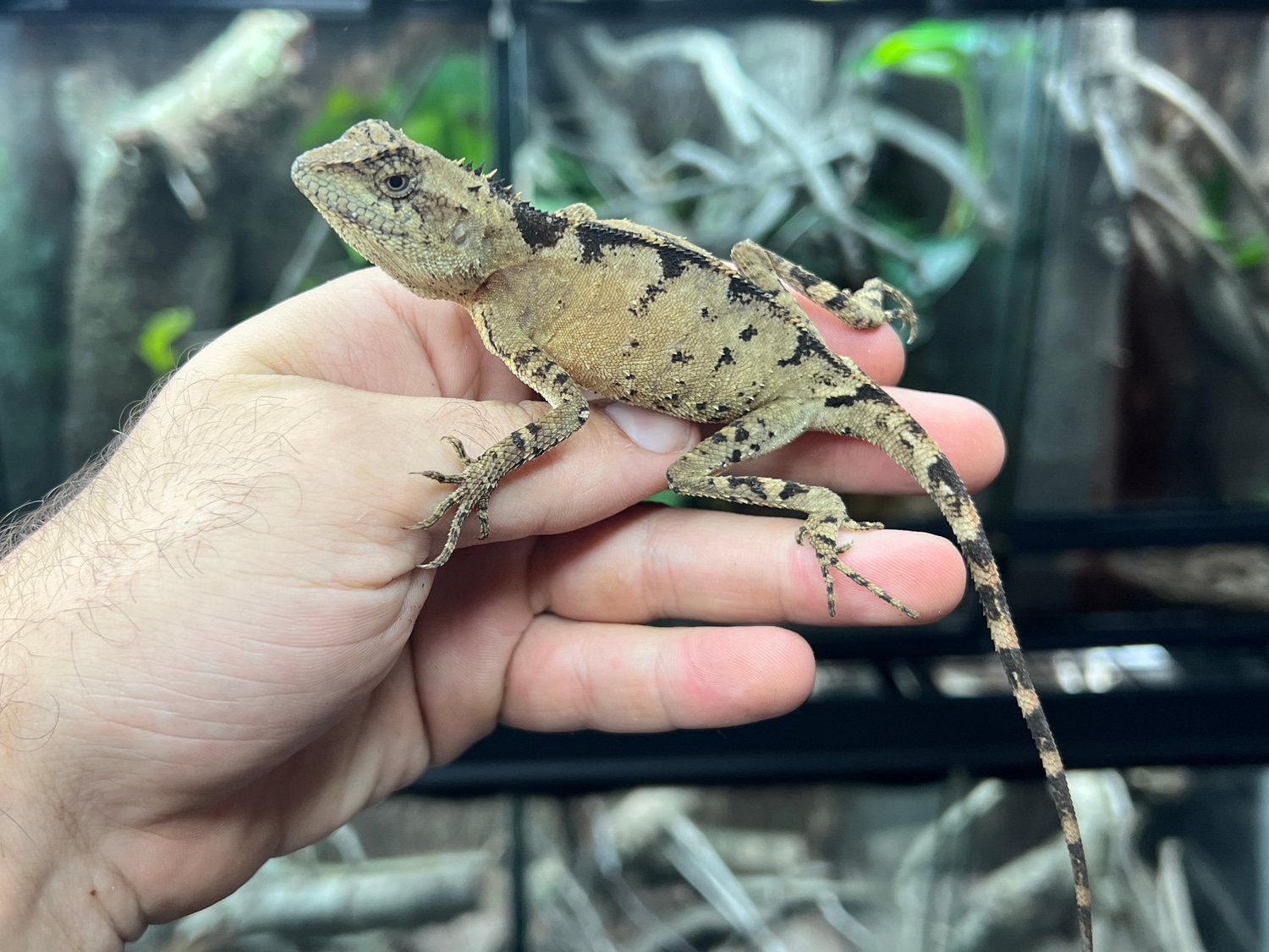Acanthosaura Lepidogaster More Lizard by HerpTime - MorphMarket