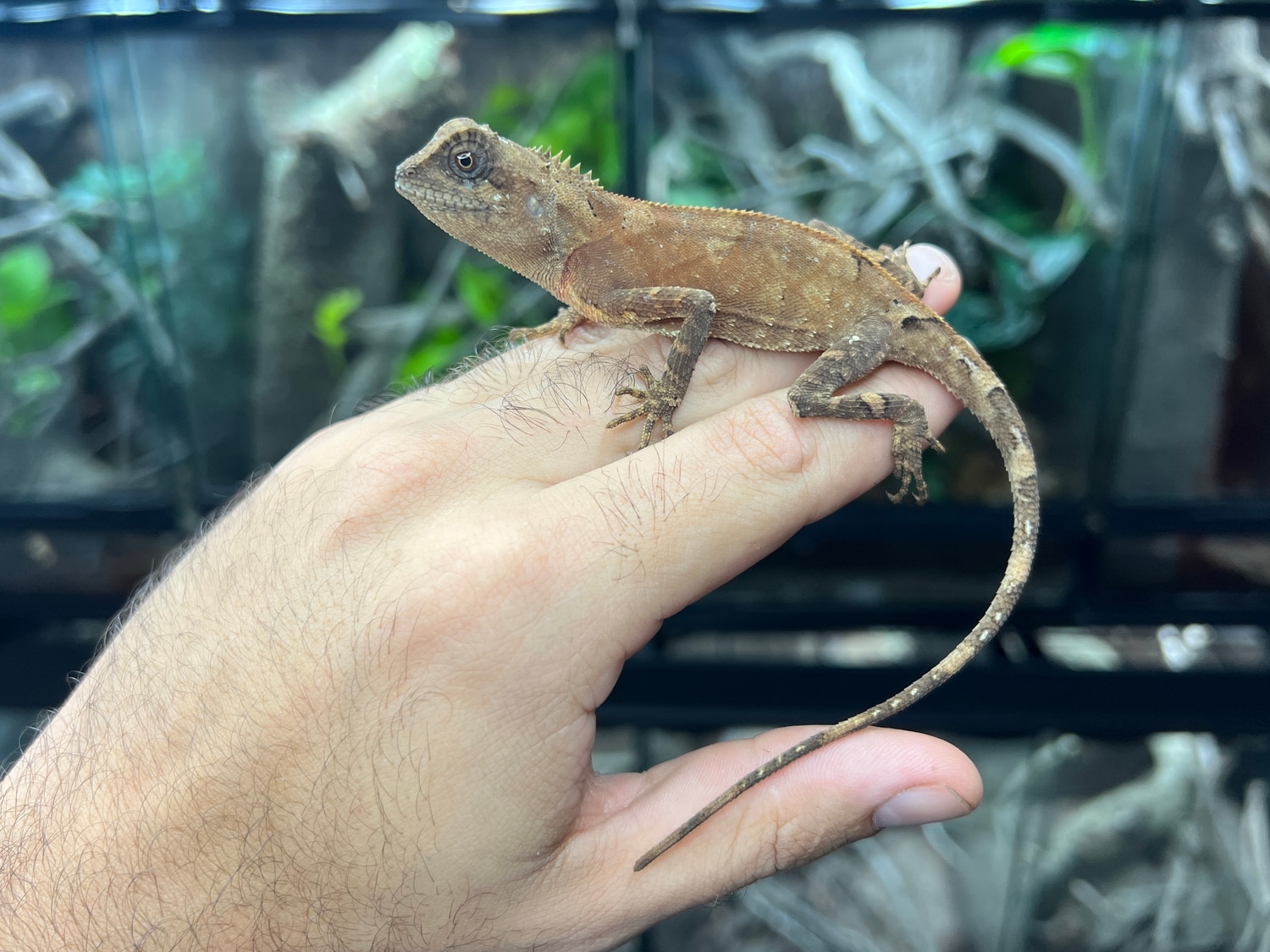 Acanthosaura Lepidogaster More Lizard by HerpTime - MorphMarket