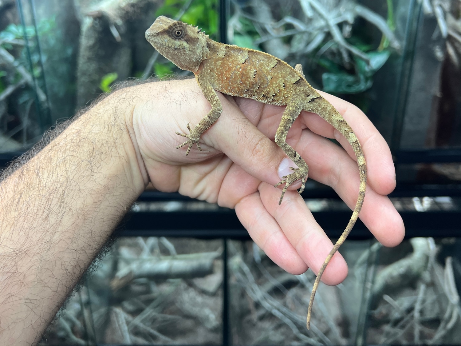 Acanthosaura Lepidogaster More Lizard by HerpTime - MorphMarket