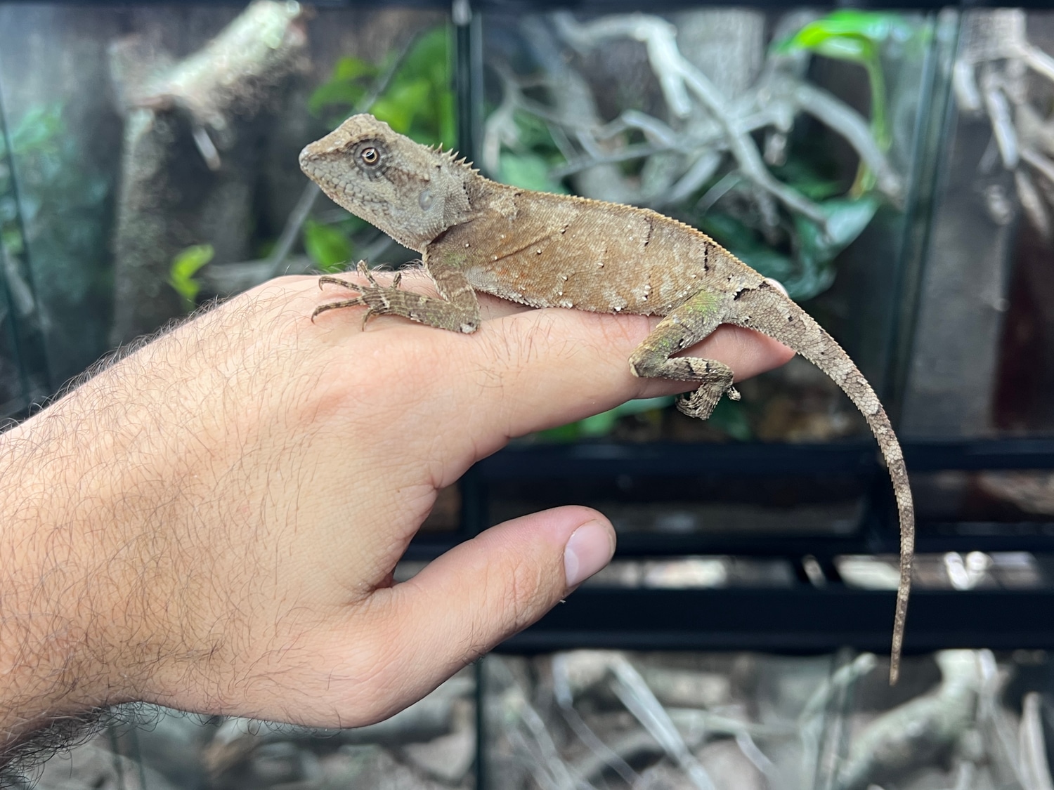 Acanthosaura Lepidogaster More Lizard by HerpTime - MorphMarket