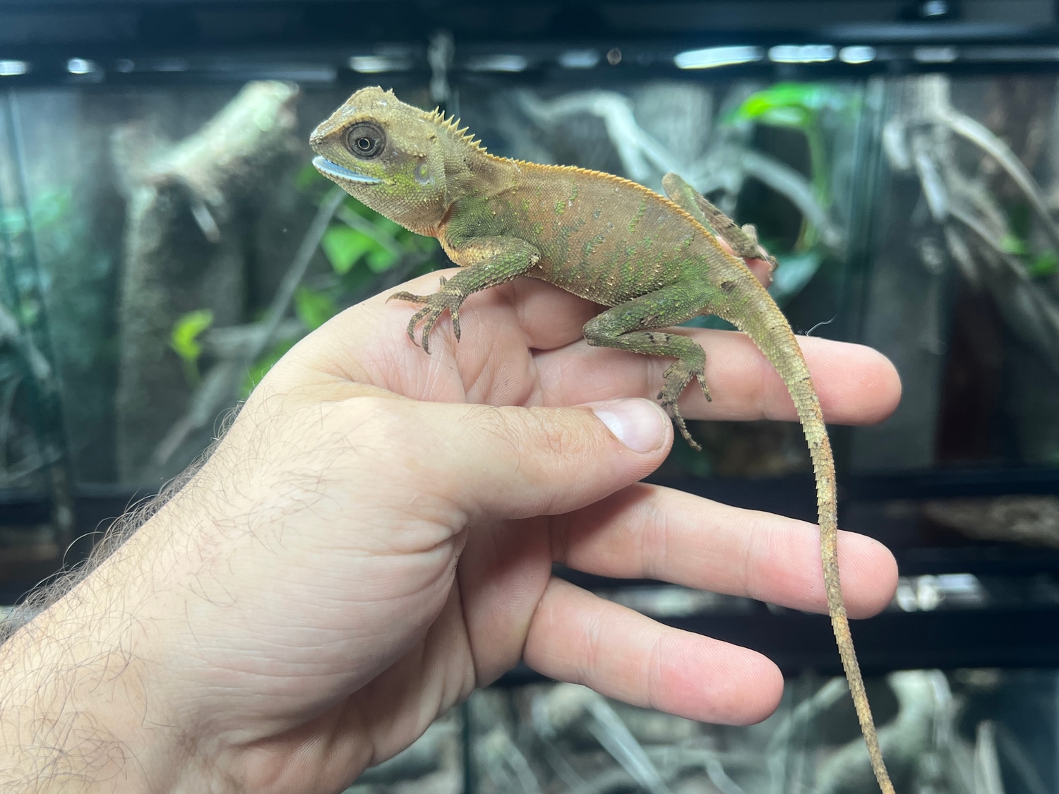 Acanthosaura Lepidogaster More Lizard by HerpTime - MorphMarket