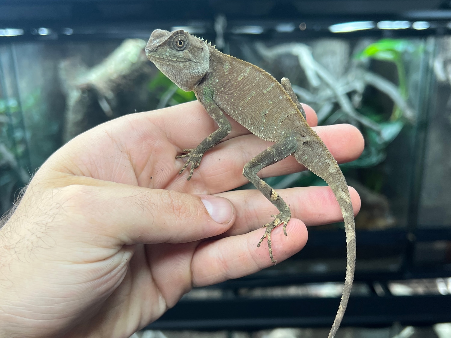 Acanthosaura Lepidogaster More Lizard by HerpTime - MorphMarket