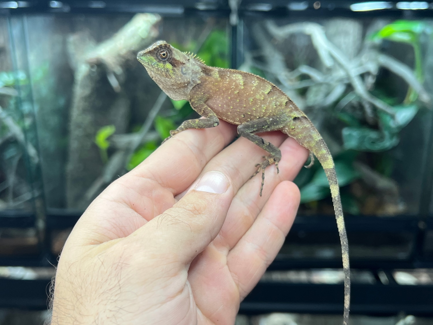 Acanthosaura Lepidogaster More Lizard by HerpTime - MorphMarket