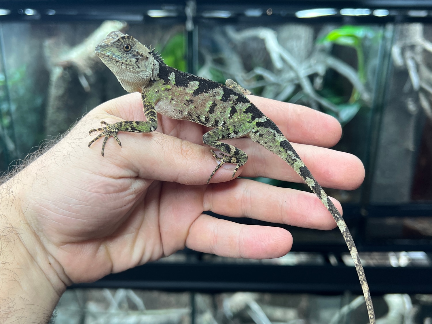 Acanthosaura Lepidogaster More Lizard by HerpTime - MorphMarket