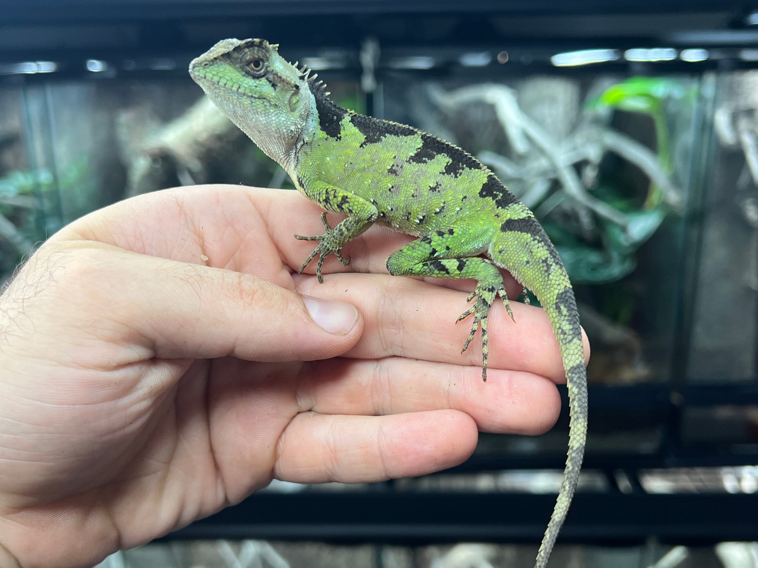 Acanthosaura Lepidogaster More Lizard by HerpTime - MorphMarket