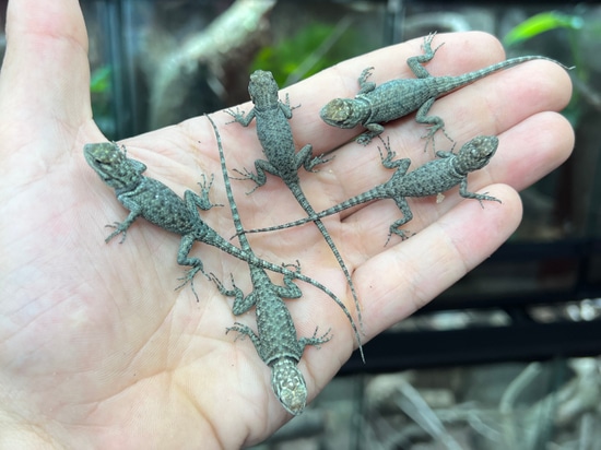 Group Sceloporus Minor More Lizard by HerpTime