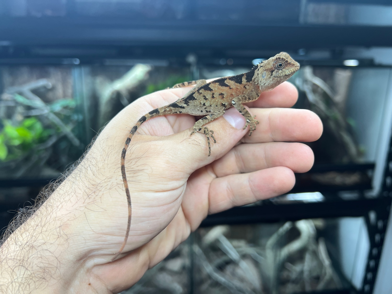 Acanthosaura Lepidogaster More Lizard by HerpTime - MorphMarket