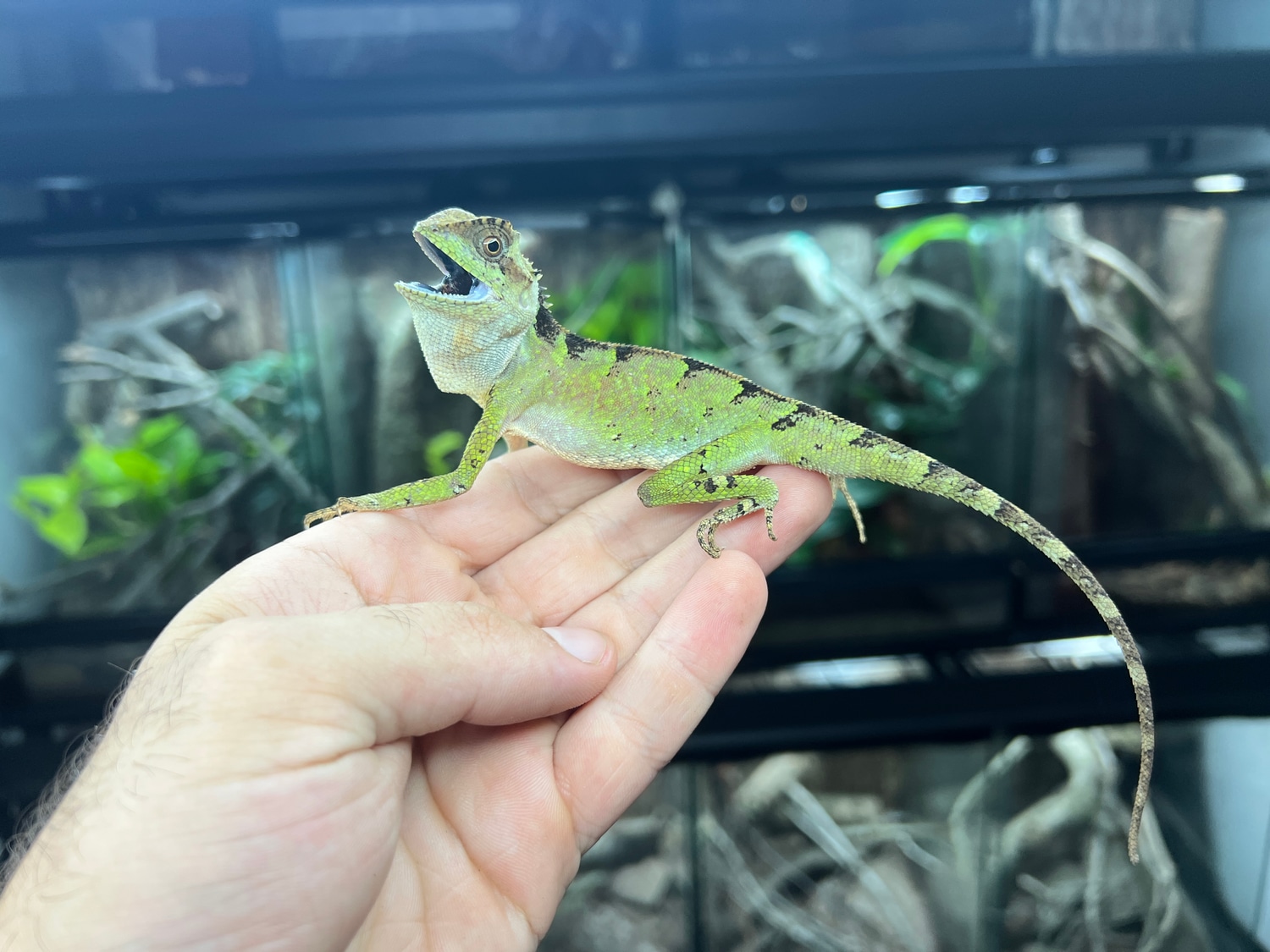 Acanthosaura Lepidogaster More Lizard by HerpTime - MorphMarket