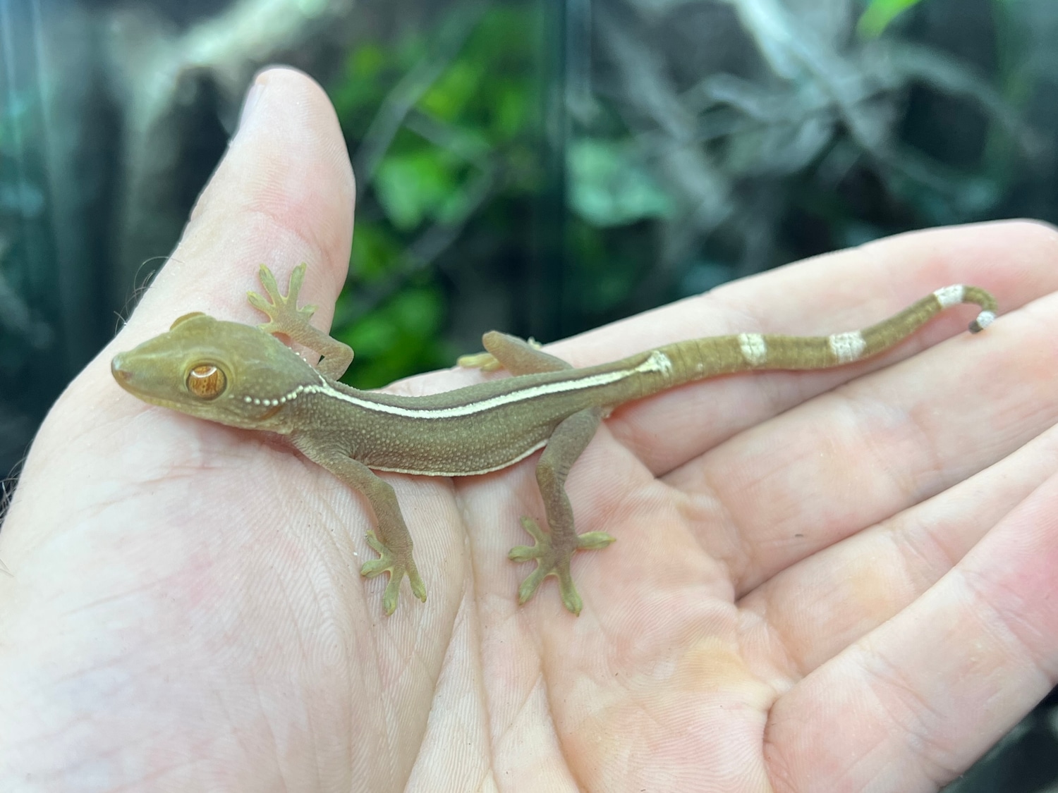 CH Gekko Vittatus More Gecko by HerpTime - MorphMarket