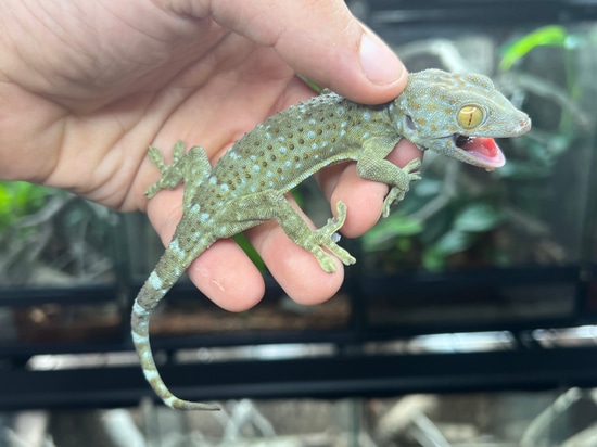 CBB Green Reduced Pattern Tokay Tokay Gecko by HerpTime