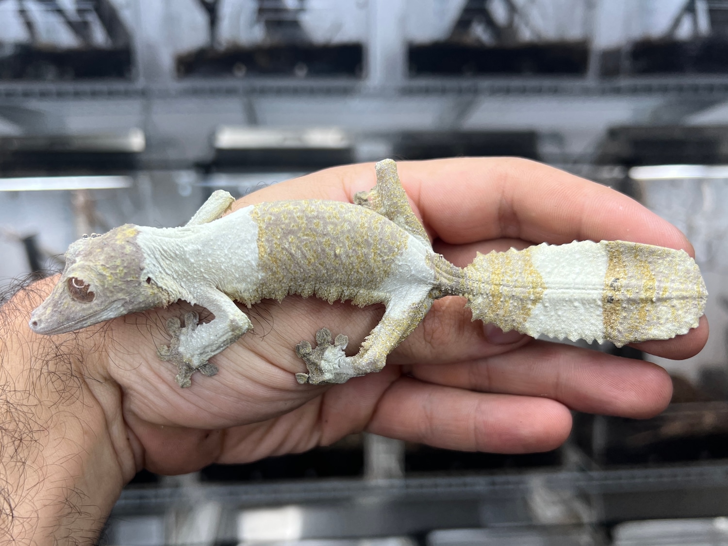 Pied Uroplatus Henkeli Leaf-Tailed Gecko by HerpTime - MorphMarket