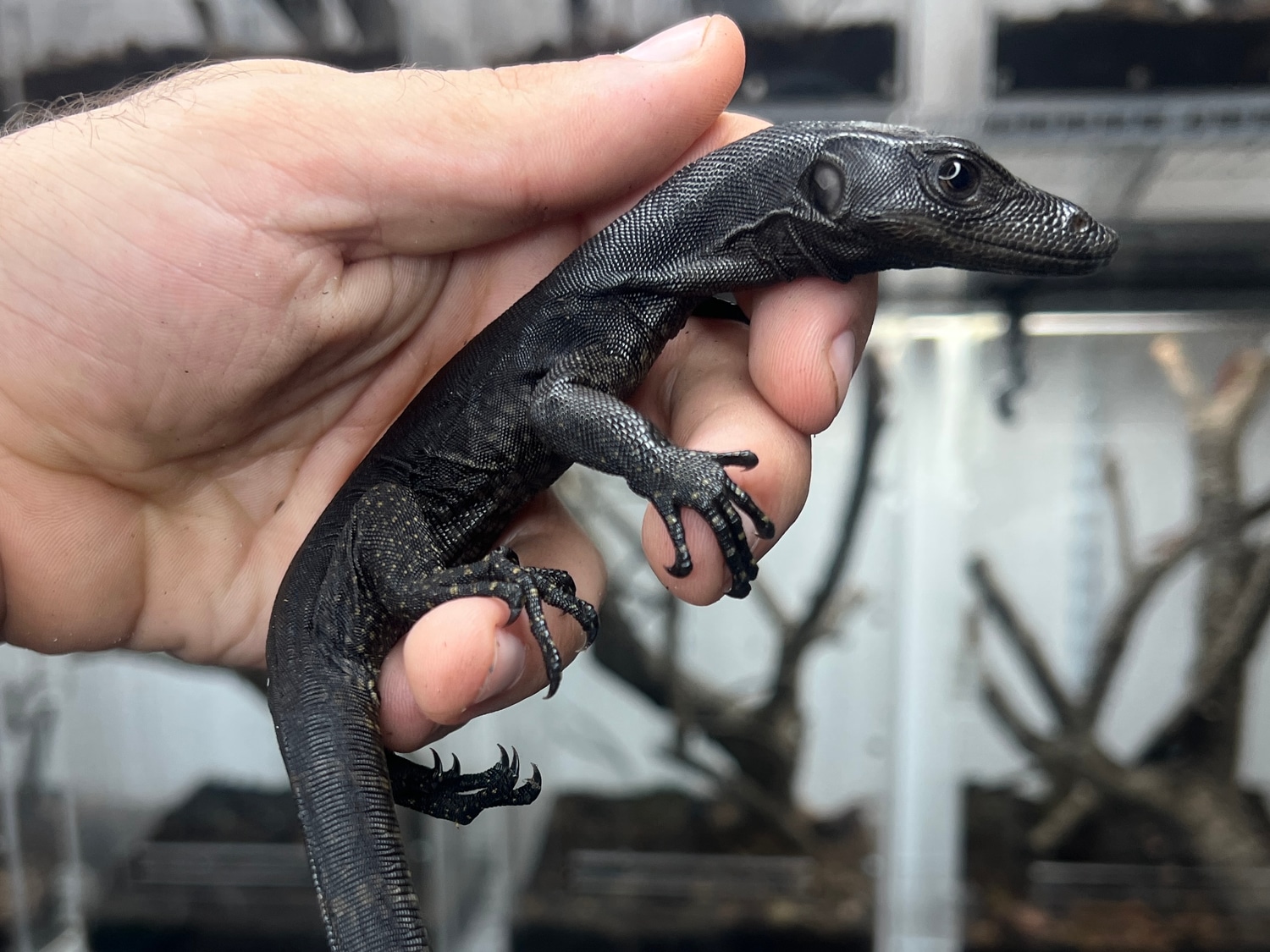 Black Dragon Water Monitor by HerpTime - MorphMarket