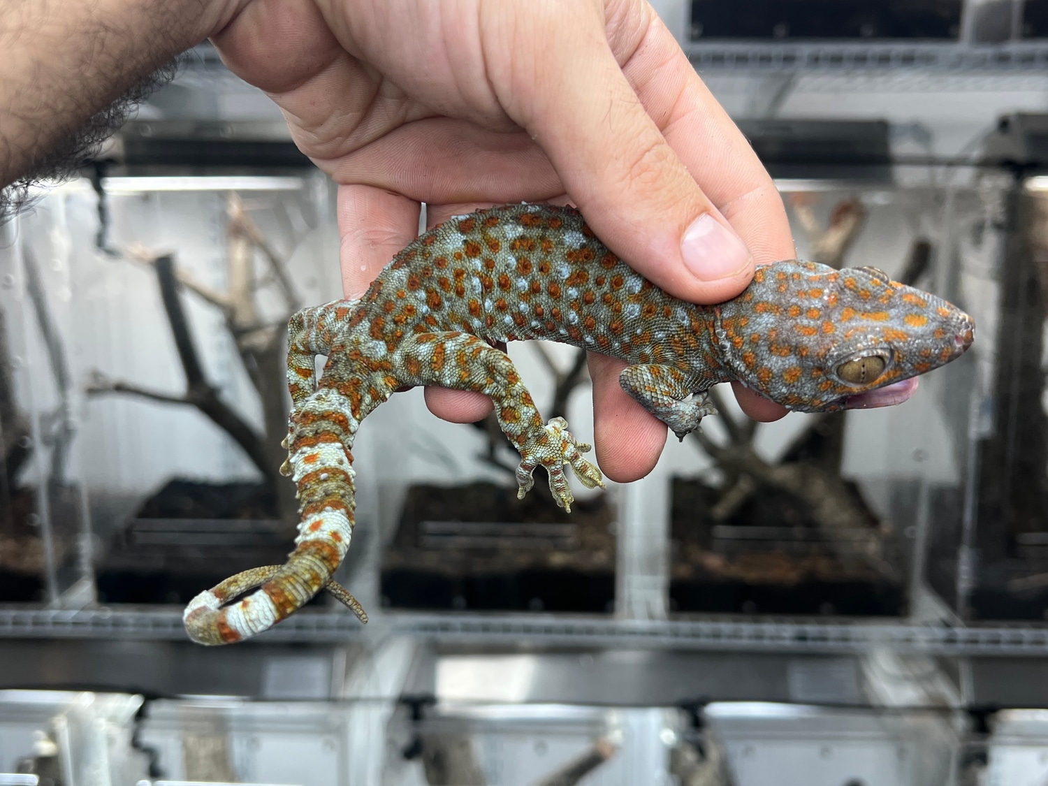 LTC Proven Tokay Tokay Gecko by HerpTime - MorphMarket