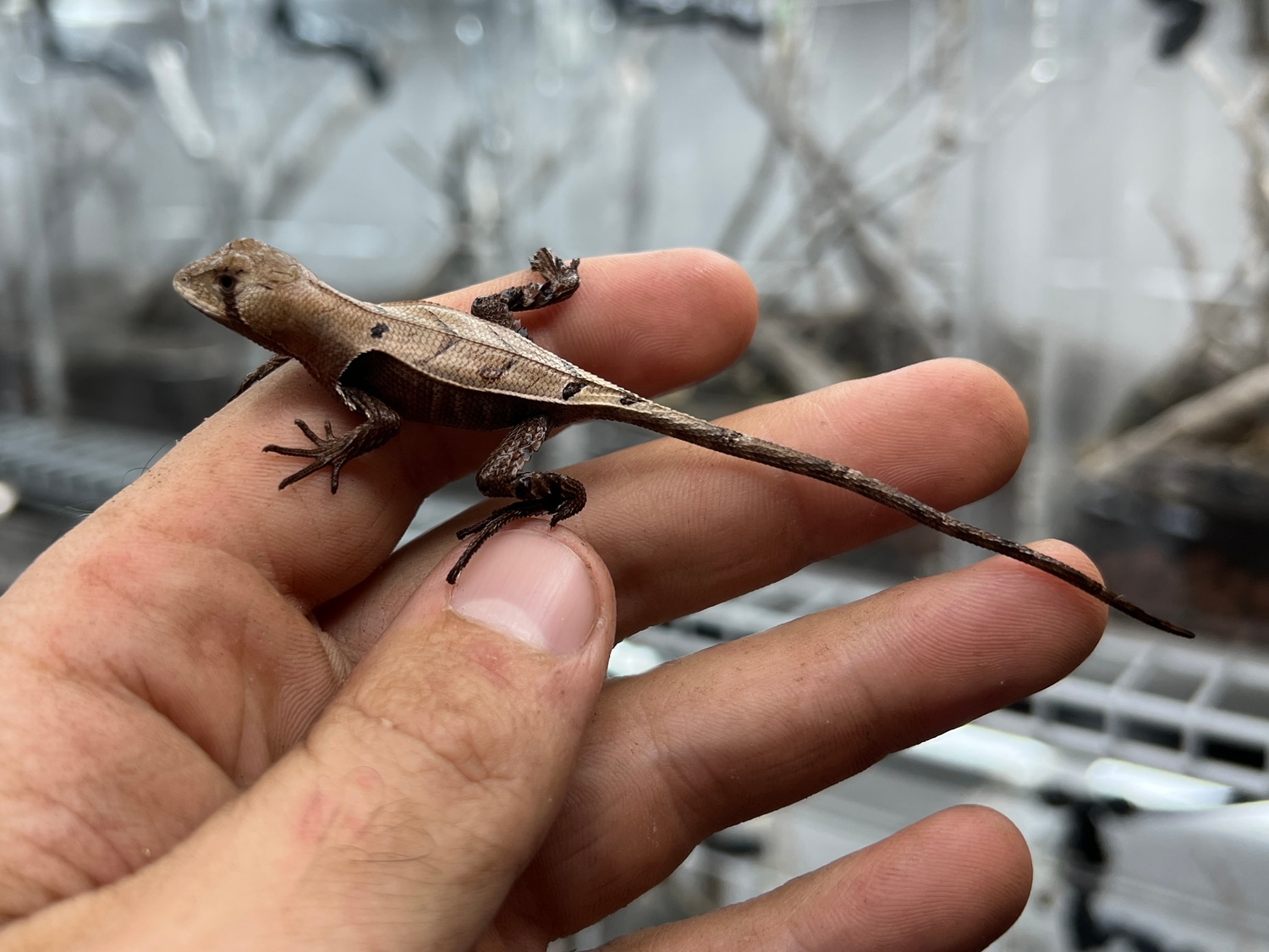 Stenocercus Fimbriatus More Lizard by HerpTime - MorphMarket