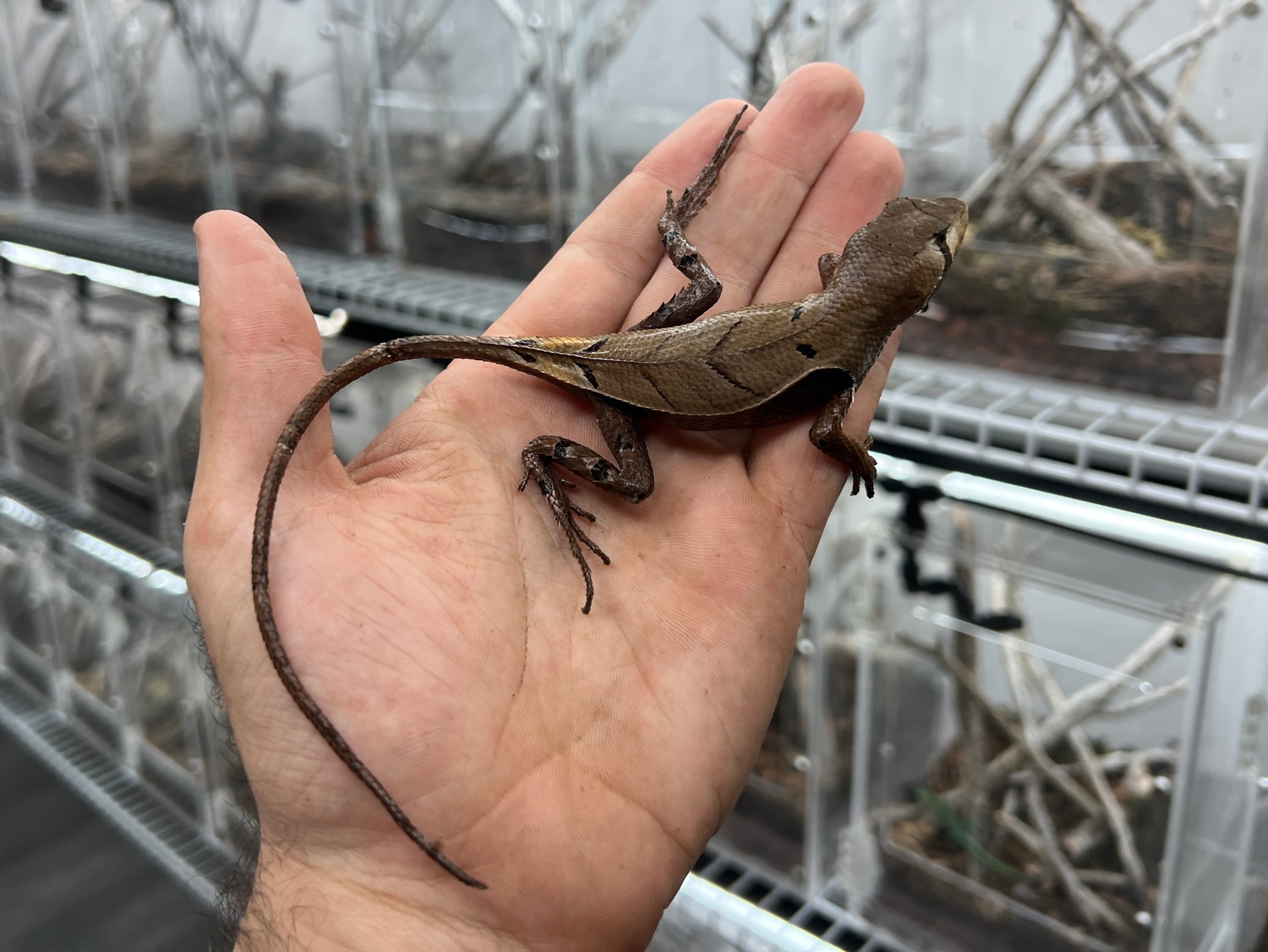 Stenocercus Fimbriatus More Lizard by HerpTime - MorphMarket