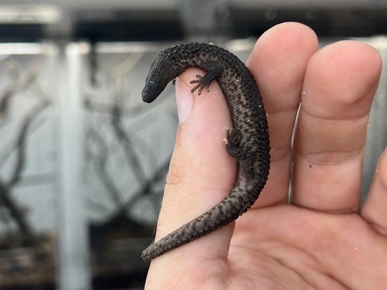 Lanthanotus Borneensis More Lizard by HerpTime