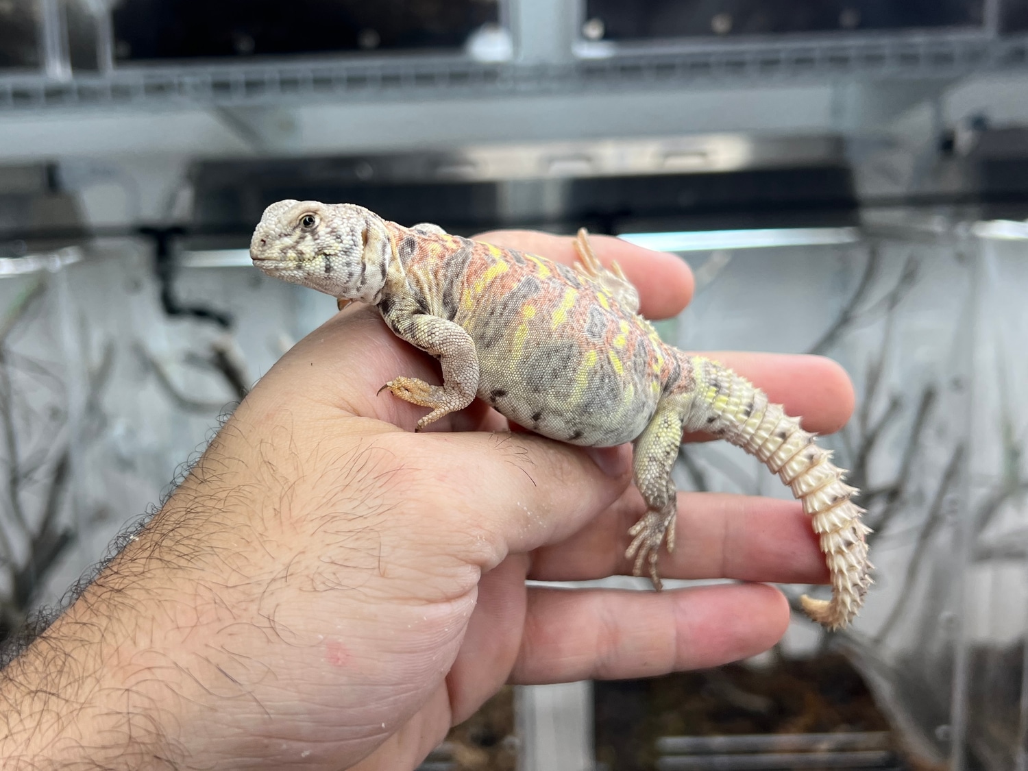 Blue Ornate Uro Uromastyx by HerpTime - MorphMarket
