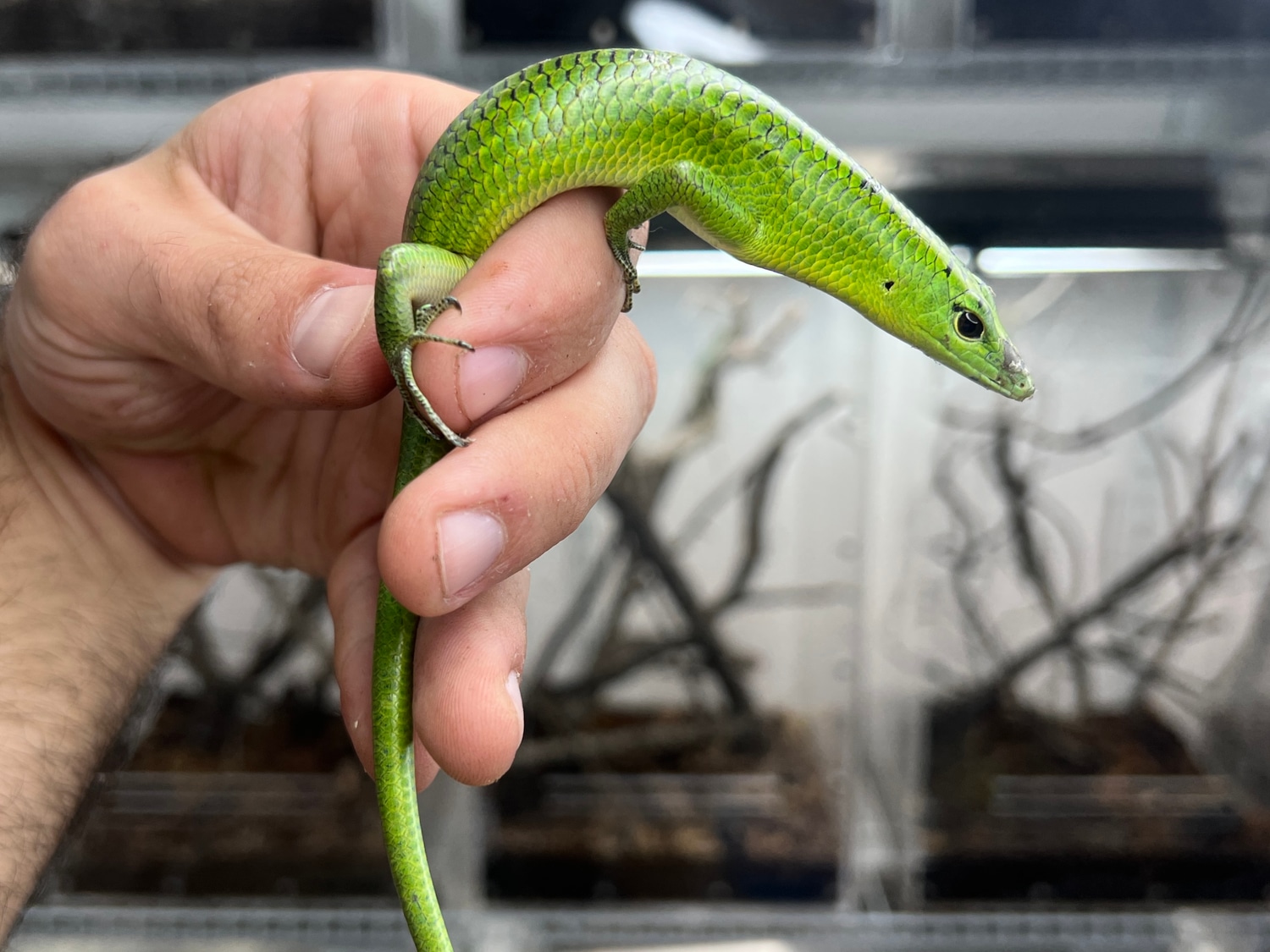 Emerald Tree Skink Other Skink by HerpTime - MorphMarket