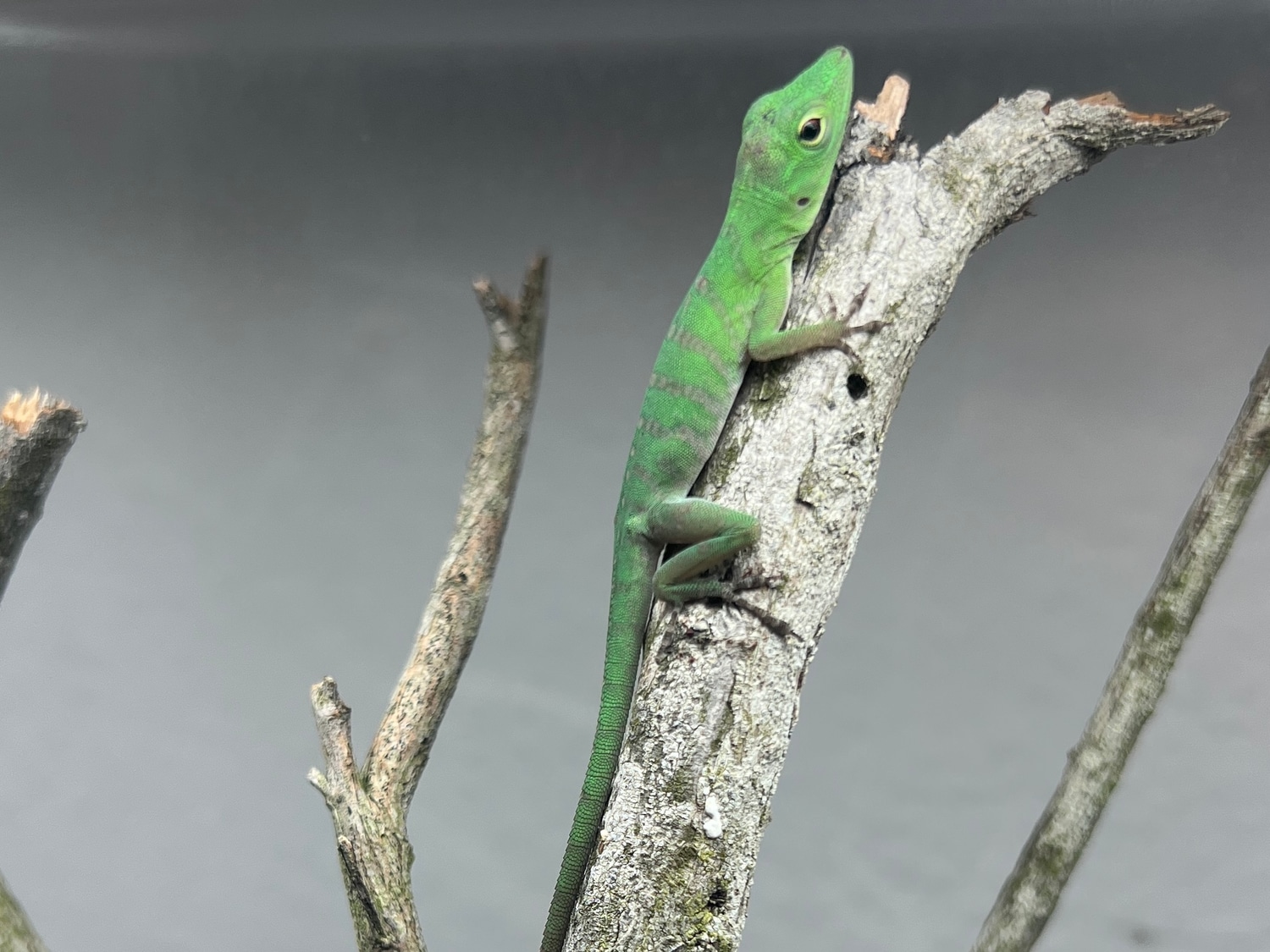 Anolis Garmani Anole by HerpTime - MorphMarket