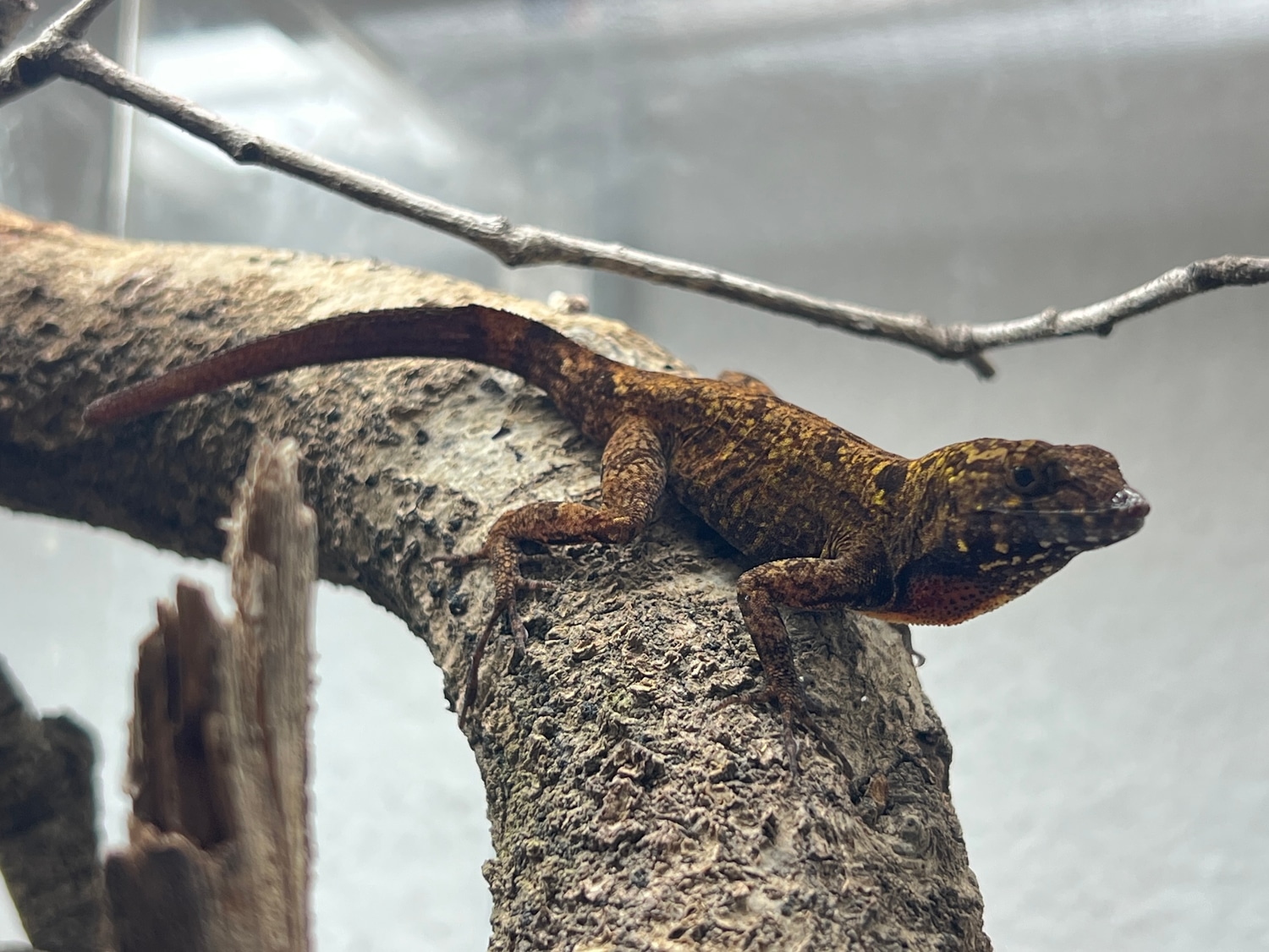 Anolis Allogus Anole by HerpTime - MorphMarket