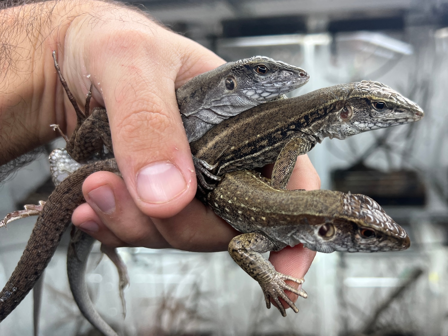 Giant Blue Ameivas More Lizard by HerpTime - MorphMarket