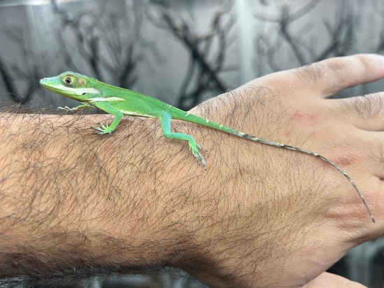 Anolis Smallwoodi Anole by HerpTime