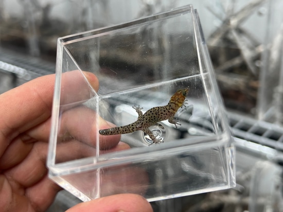 High Color Sphaerodactylus Rosaurae More Gecko by HerpTime