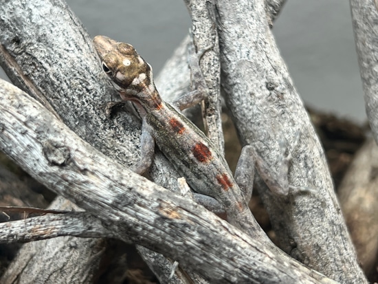 Anolis Lucius Anole by HerpTime