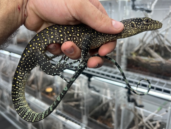 Blue Tail Monitor Other Monitor by HerpTime