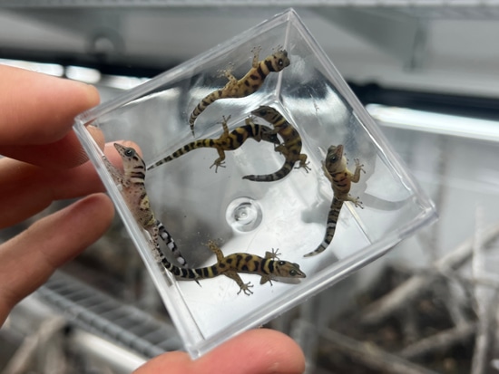 Sphaerodactylus Alphus More Gecko by HerpTime