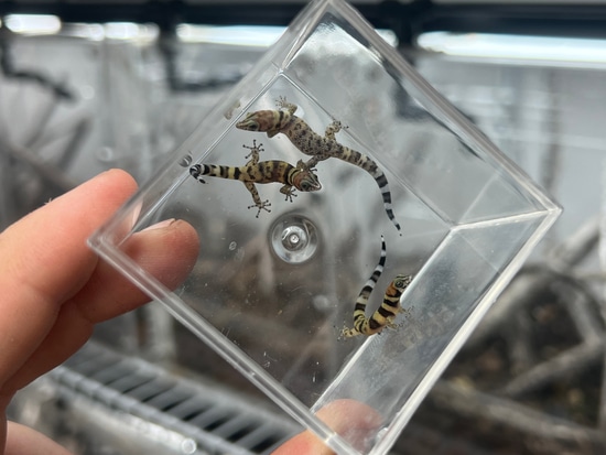 Sphaerodactylus Rosaurae More Gecko by HerpTime