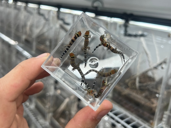 Highe Color Sphaerodactylus Rosaurae More Gecko by HerpTime