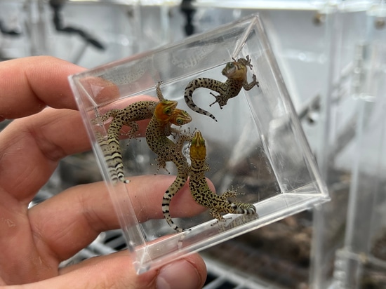 Sphaerodactylus Rosaurae More Gecko by HerpTime