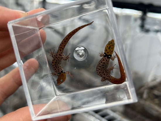 Pair Sphaerodactylus Vincenti More Gecko by HerpTime