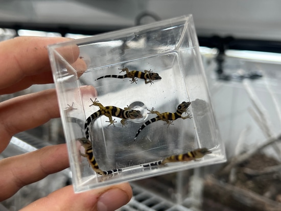 Sphaerodactylus Alphus More Gecko by HerpTime