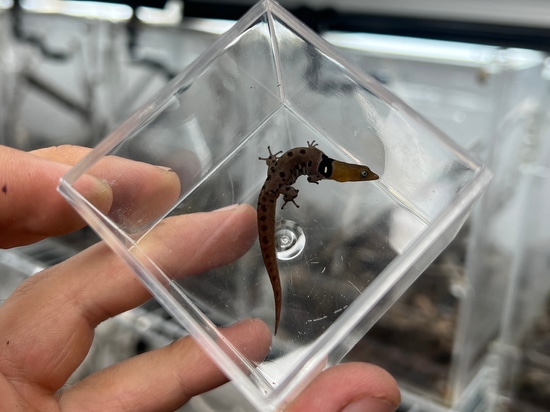 Sphaerodactylus Vincenti More Gecko by HerpTime