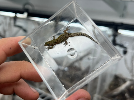 Sphaerodactylus Rosaurae More Gecko by HerpTime