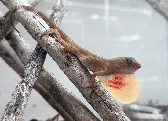 Anolis Allogus Anole by HerpTime