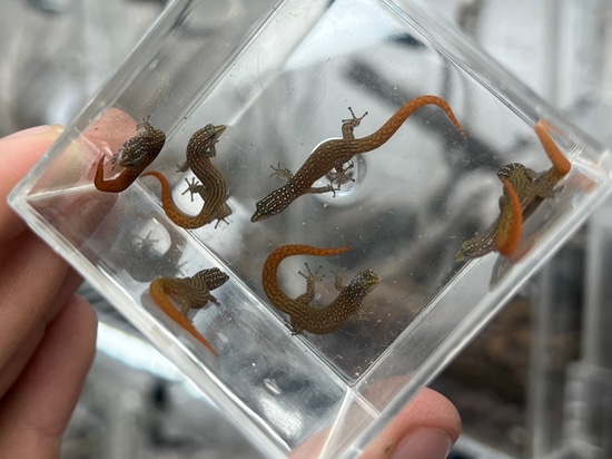 Sphaerodactylus Argus More Gecko by HerpTime