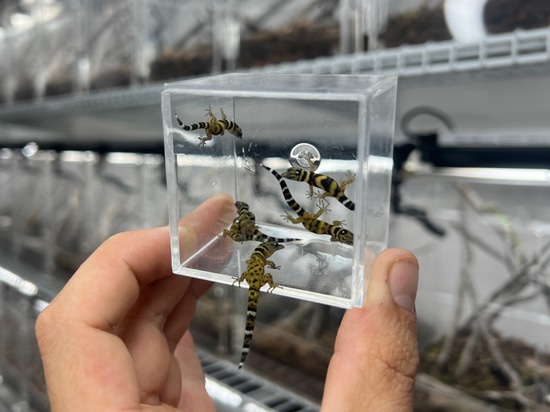 Sphaerodactylus Alphus More Gecko by HerpTime